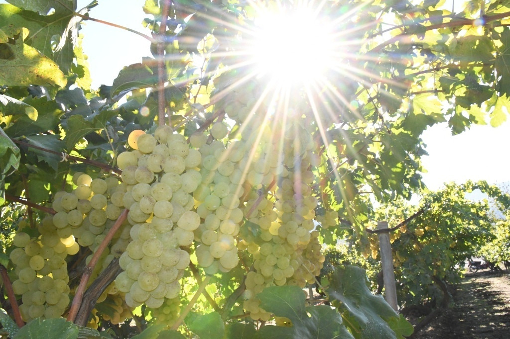 İZNİK’İN TESCİLLİ ÜRÜNÜNDE HASAT ZAMANI
