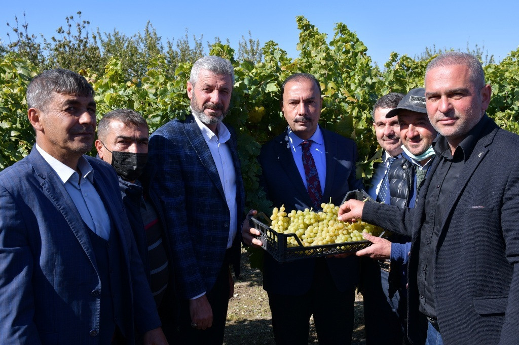 İZNİK’İN TESCİLLİ ÜRÜNÜNDE HASAT ZAMANI